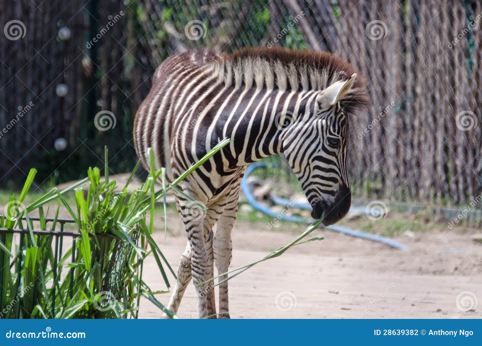 Zebra Standing stock photo. Image of nature, creature - 28639382