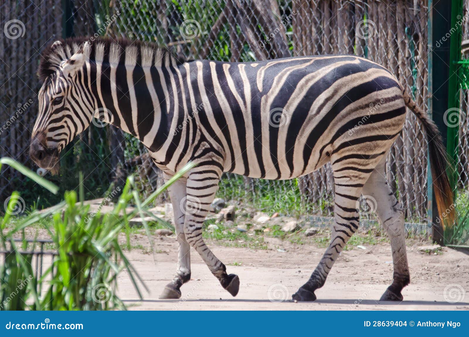 Zebra Standing stock photo. Image of zebra, standing - 28639404