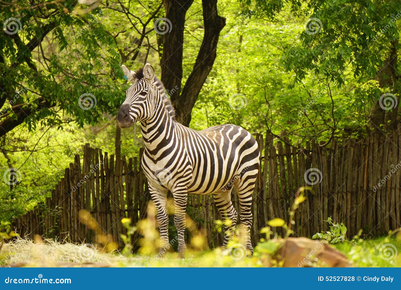 Zebra standing stock photo. Image of pretty, stripes - 52527828