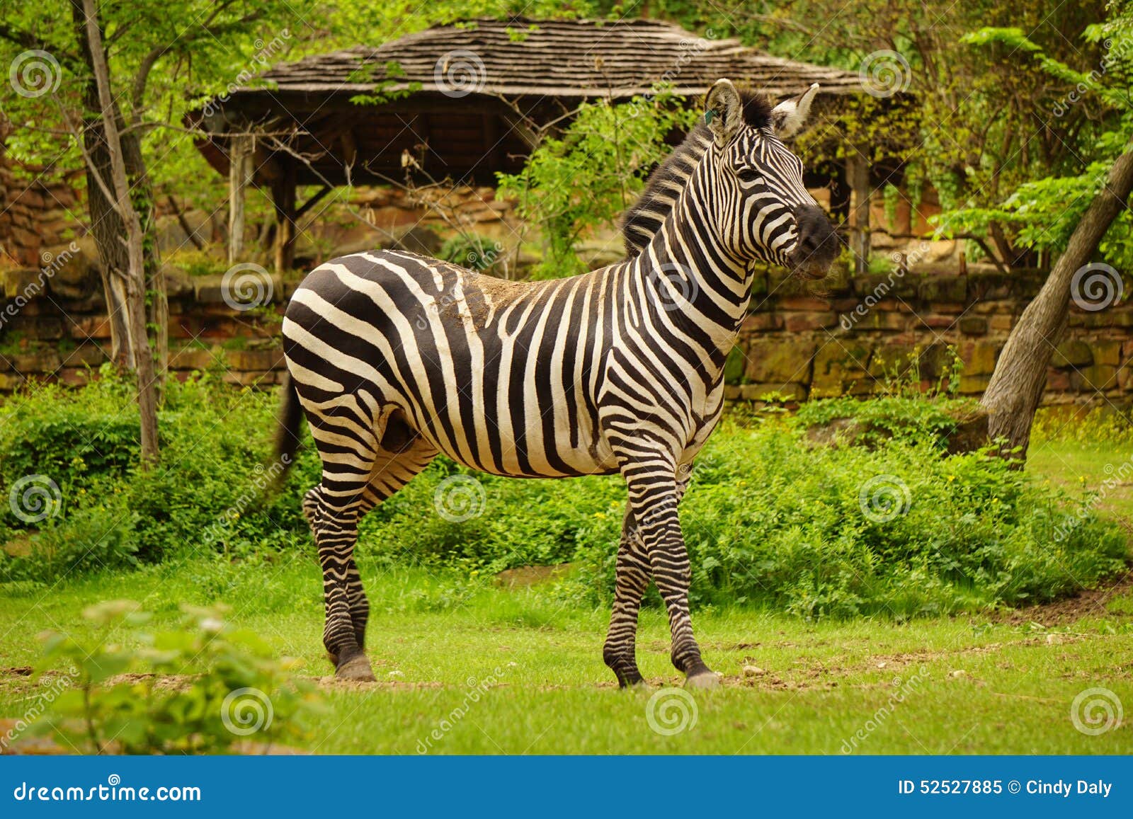 Zebra stock image. Image of zebra, standing, neat, pretty - 52527885