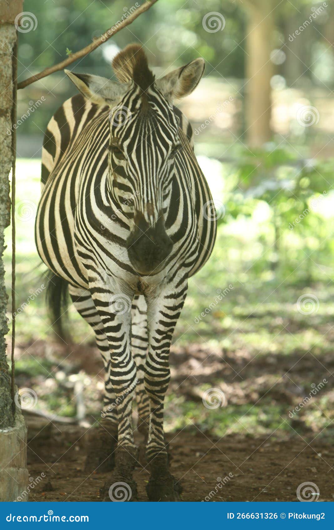 A Zebra Standing Alone in a Field Stock Photo - Image of reptile, alone ...