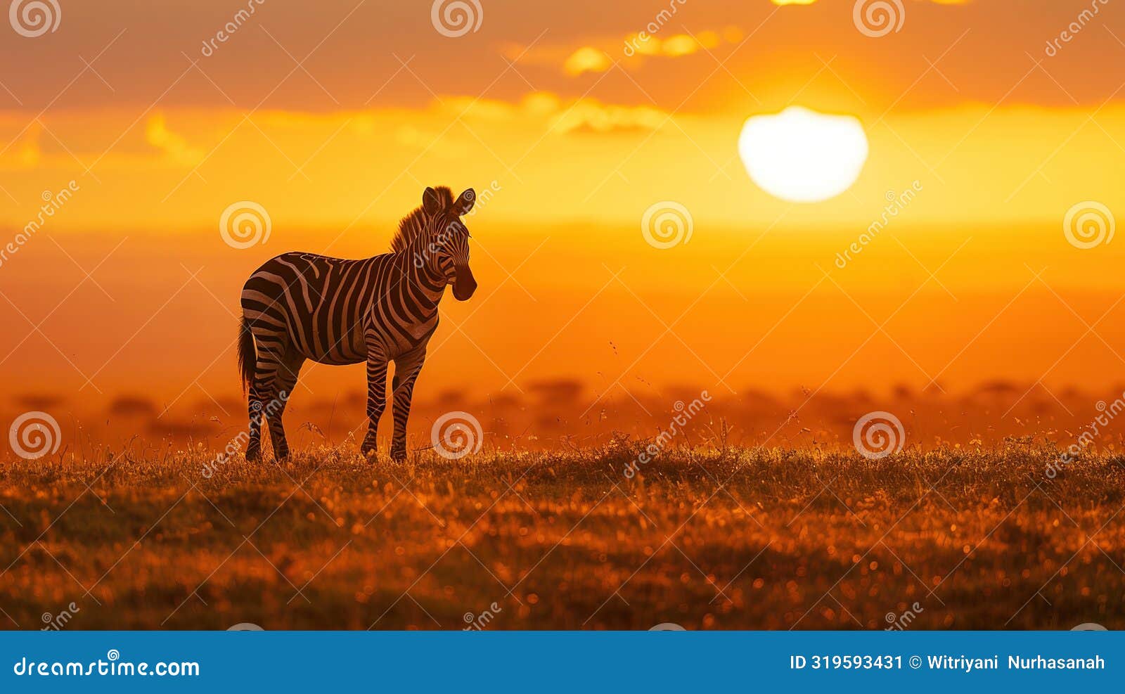 A Zebra Standing Alone on a Grassy Plain at Sunset . Generative Ai ...