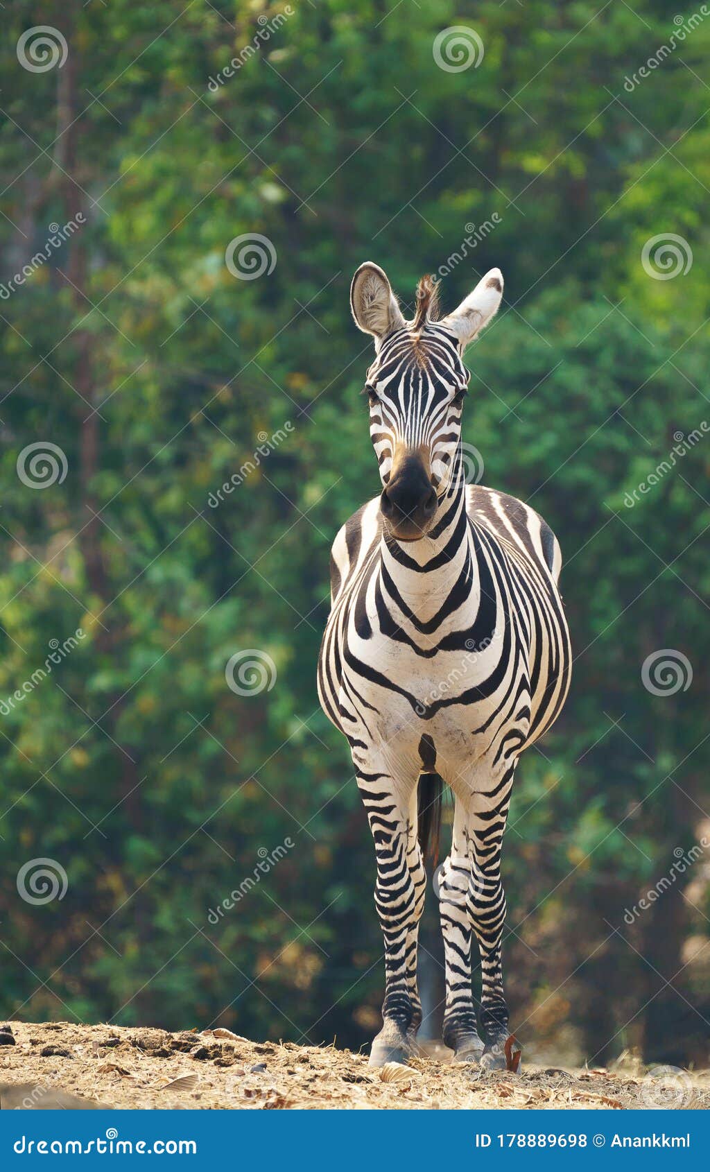 Zebra standing alone stock photo. Image of mammal, striped - 178889698