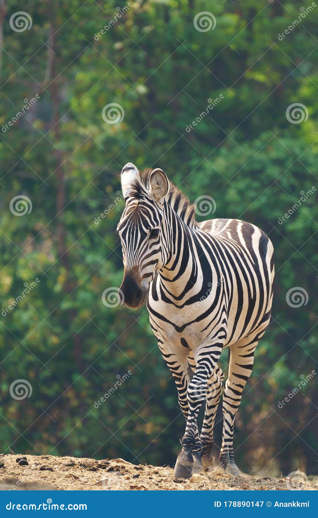 Zebra standing alone stock image. Image of safari, fauna - 178890147