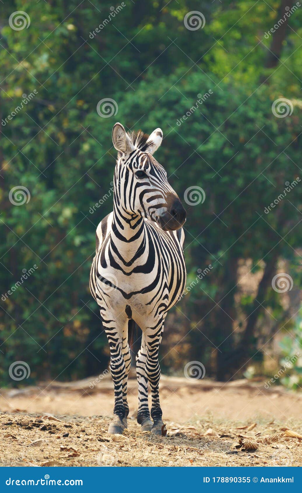 Zebra standing alone stock image. Image of mammal, safari - 178890355