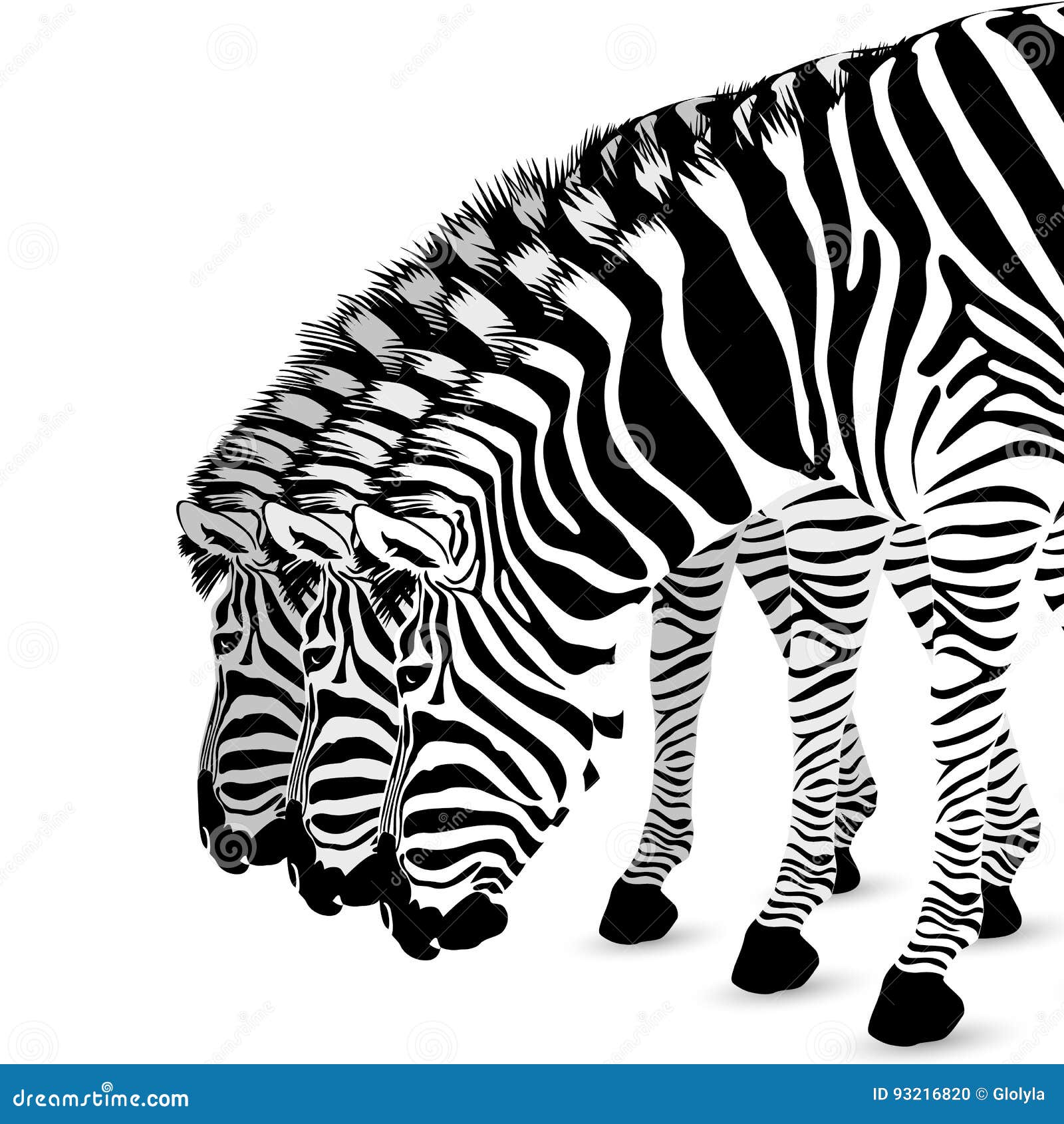 Zebra Standing Bend Down Stock Illustrations – 3 Zebra Standing Bend ...