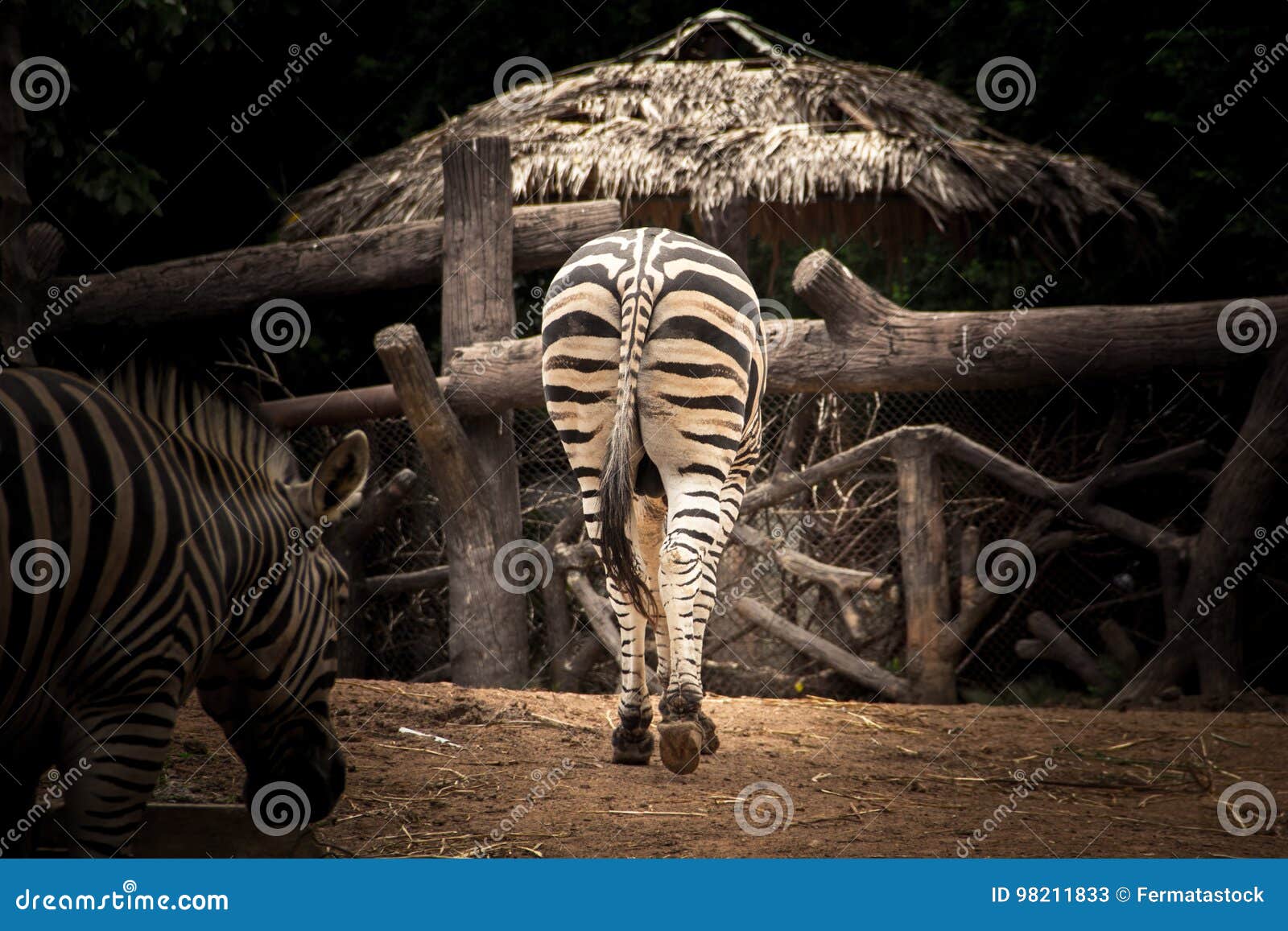 Zebra Standing on the Cage. Stock Image - Image of skin, animal: 98211833