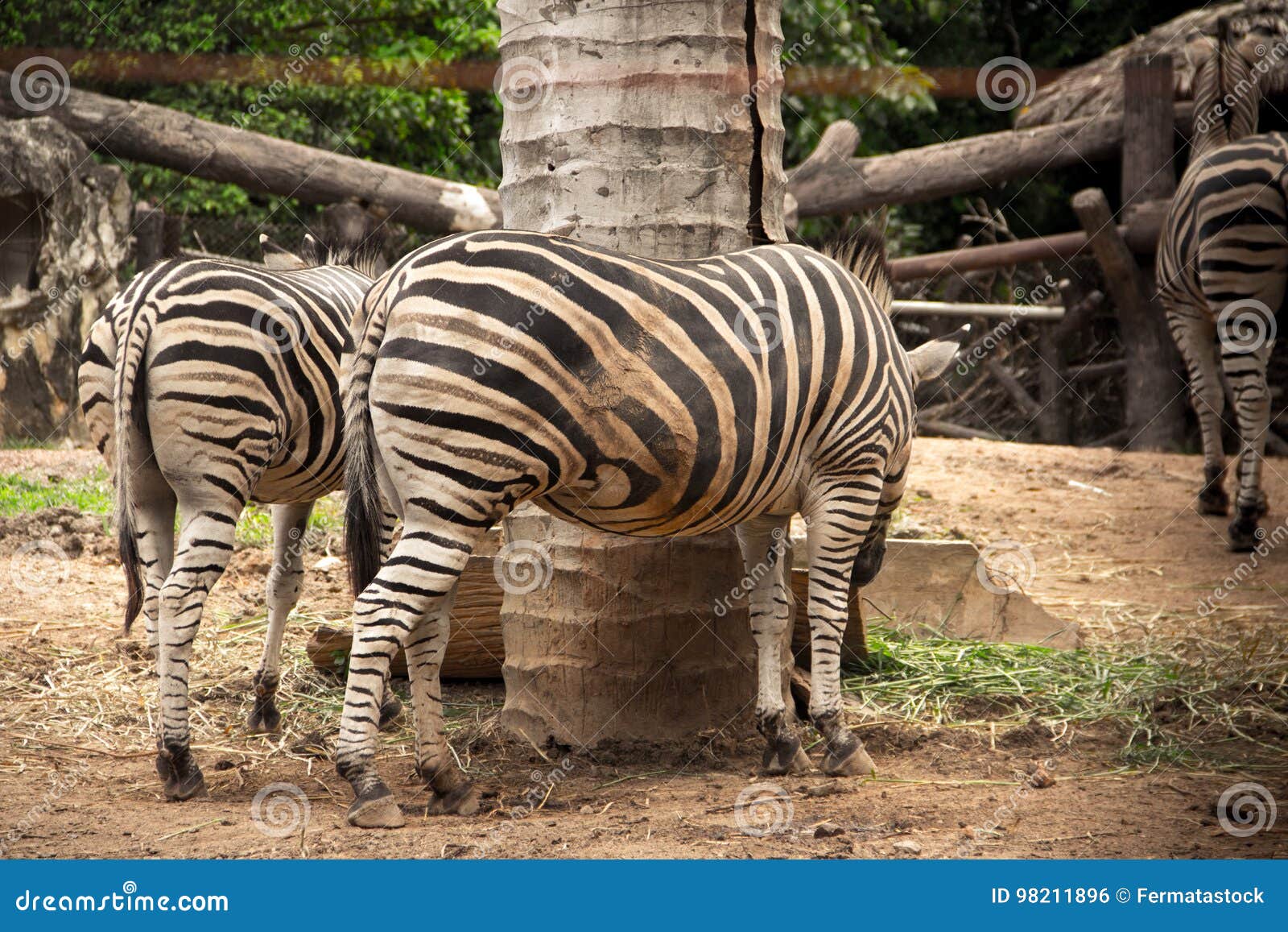 Zebra Standing on the Cage. Stock Photo - Image of striped, grassland ...
