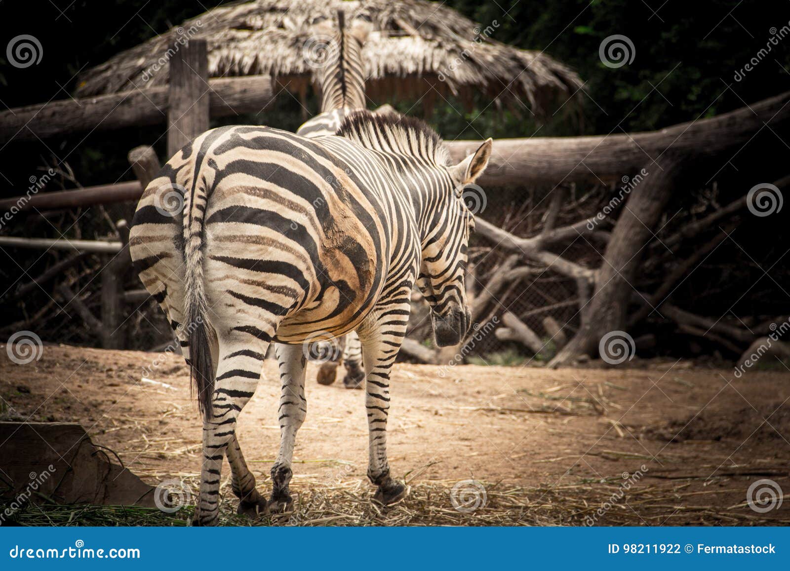 Zebra Standing on the Cage. Stock Photo - Image of black, bangkok: 98211922