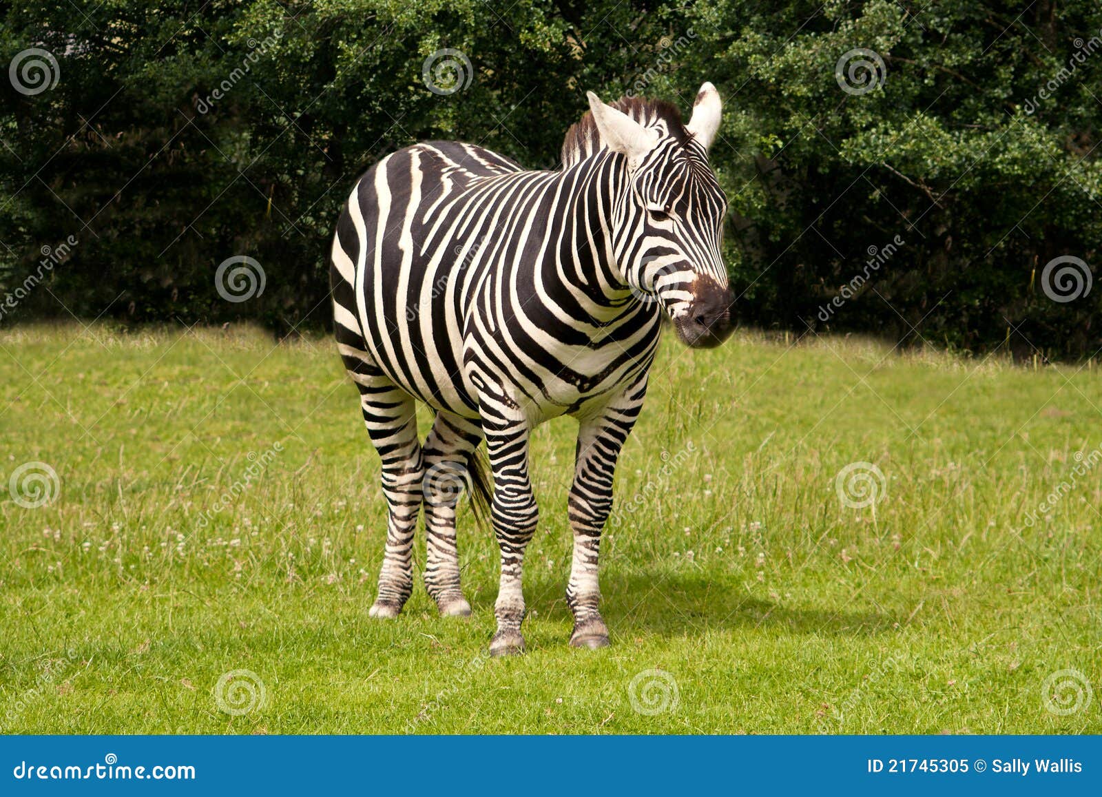 Zebra Standing Close To Woodland Stock Image - Image of zebra, smart ...
