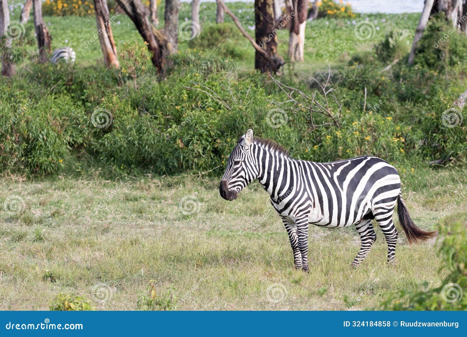 Zebra Standing in the Field. Side View Stock Photo - Image of wite ...