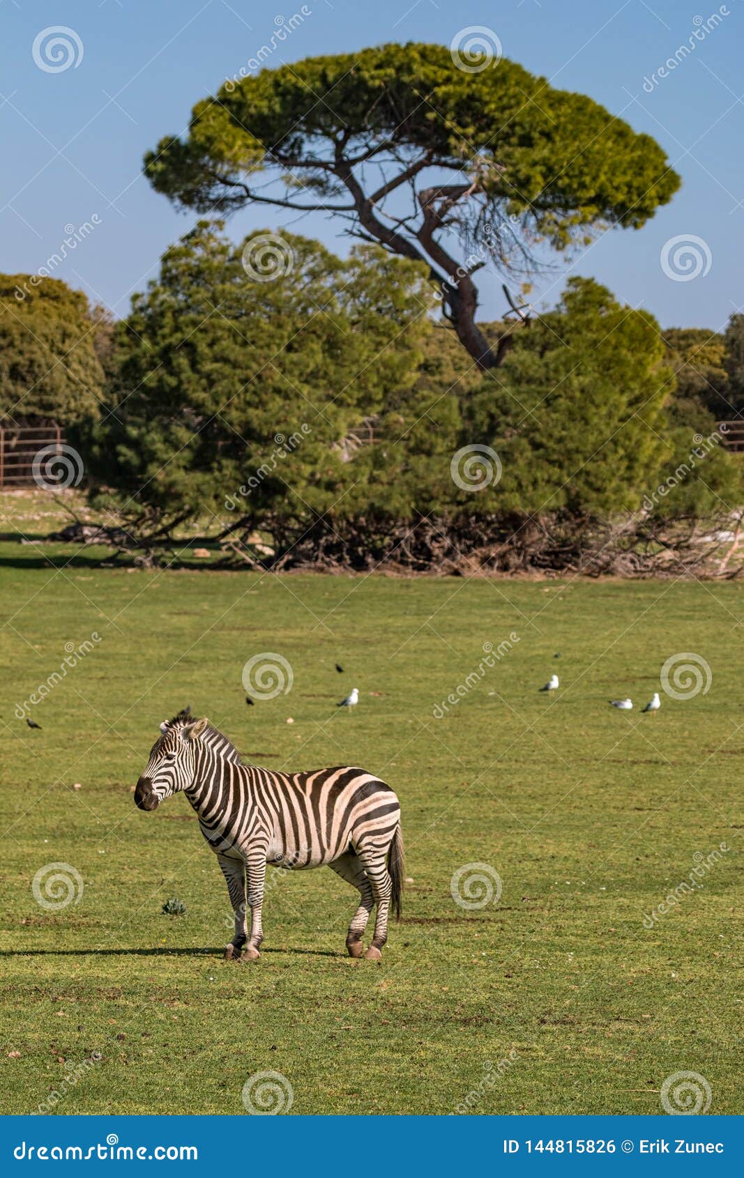 Zebra Standing in Front of the Tree Stock Photo - Image of head ...