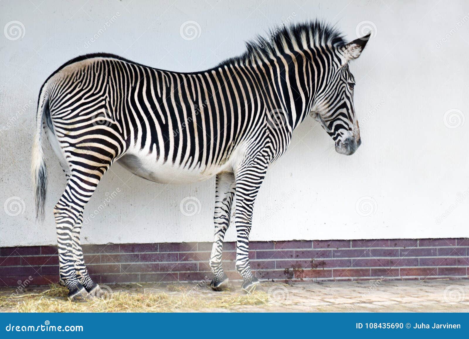 Zebra Standing in Front of a Wall. Stock Photo - Image of herbivore ...