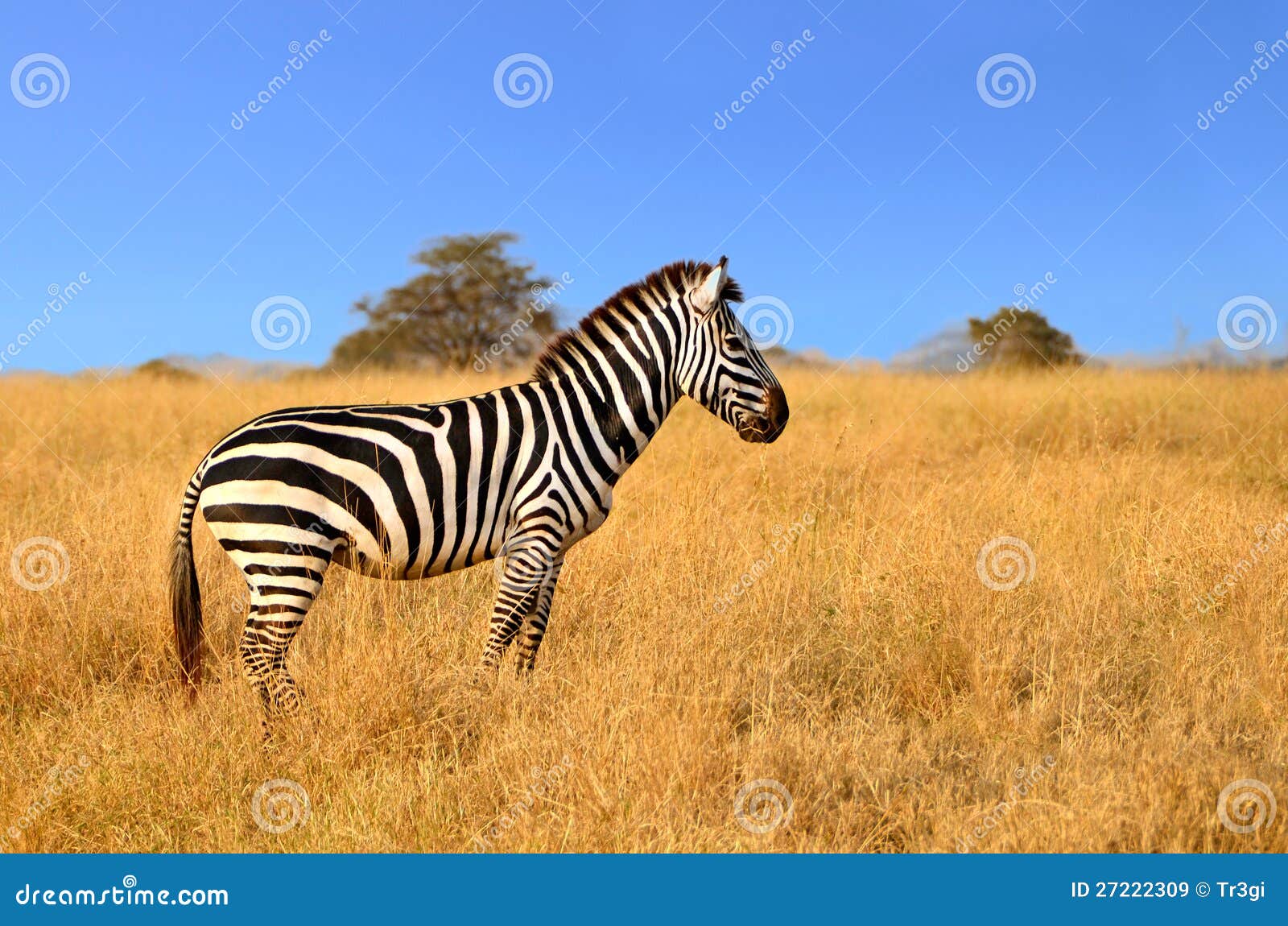 2,369 Zebra Standing Plain Stock Photos - Free & Royalty-Free Stock ...