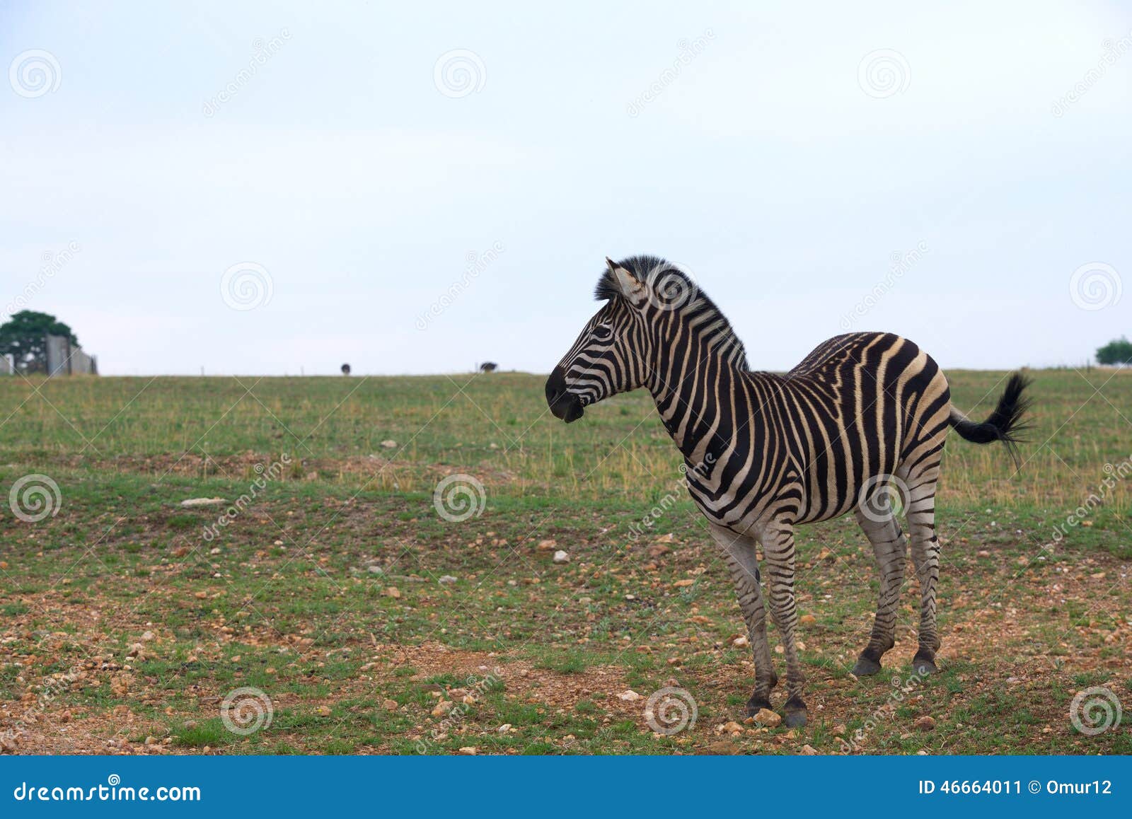 Zebra Standing and Looking into Ahead Stock Image - Image of travel ...