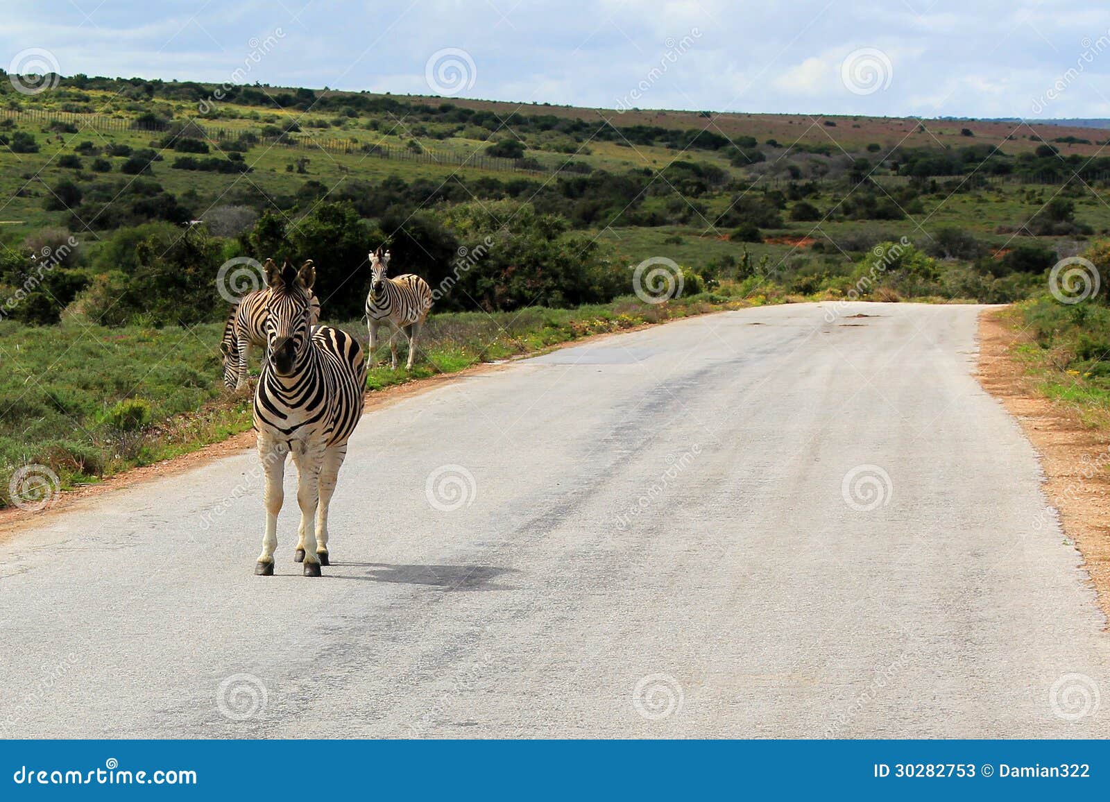 Zebra on road stock image. Image of macro, monochrome - 30282753
