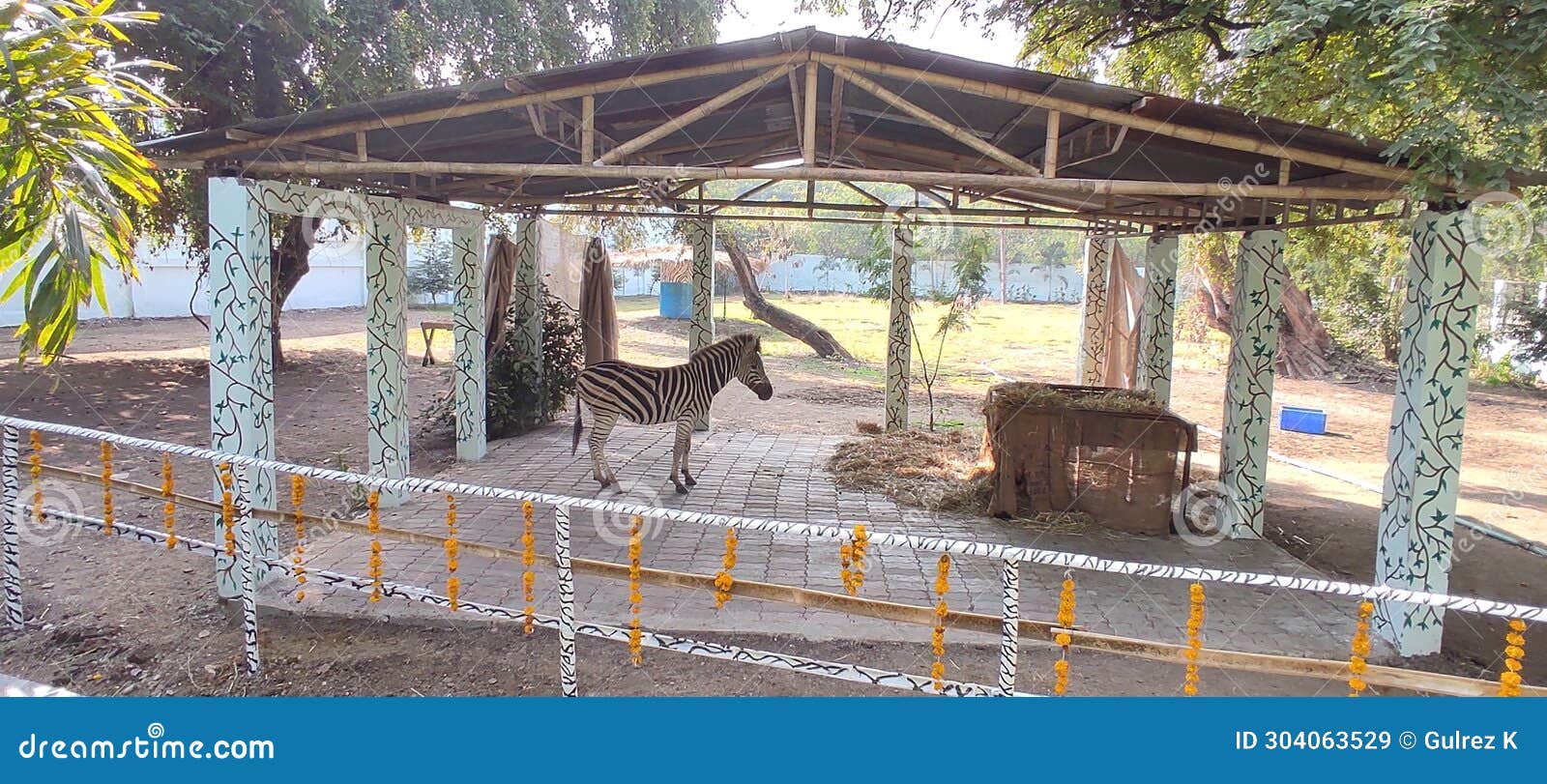 Zebra Standing in Shade at Indore Zoo Stock Image - Image of coat ...