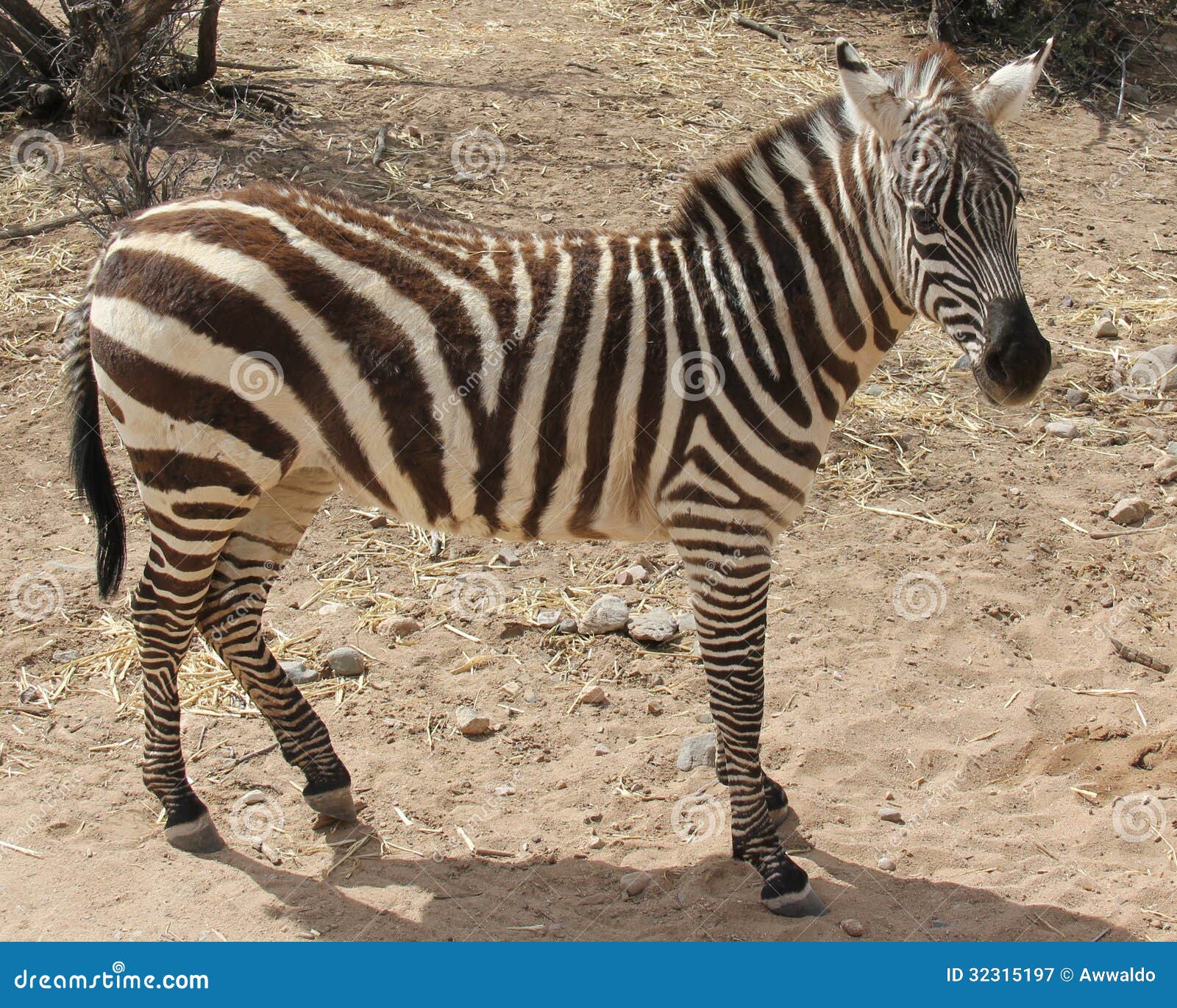 Zebra standing stock image. Image of tail, kaibab, stripes - 32315197