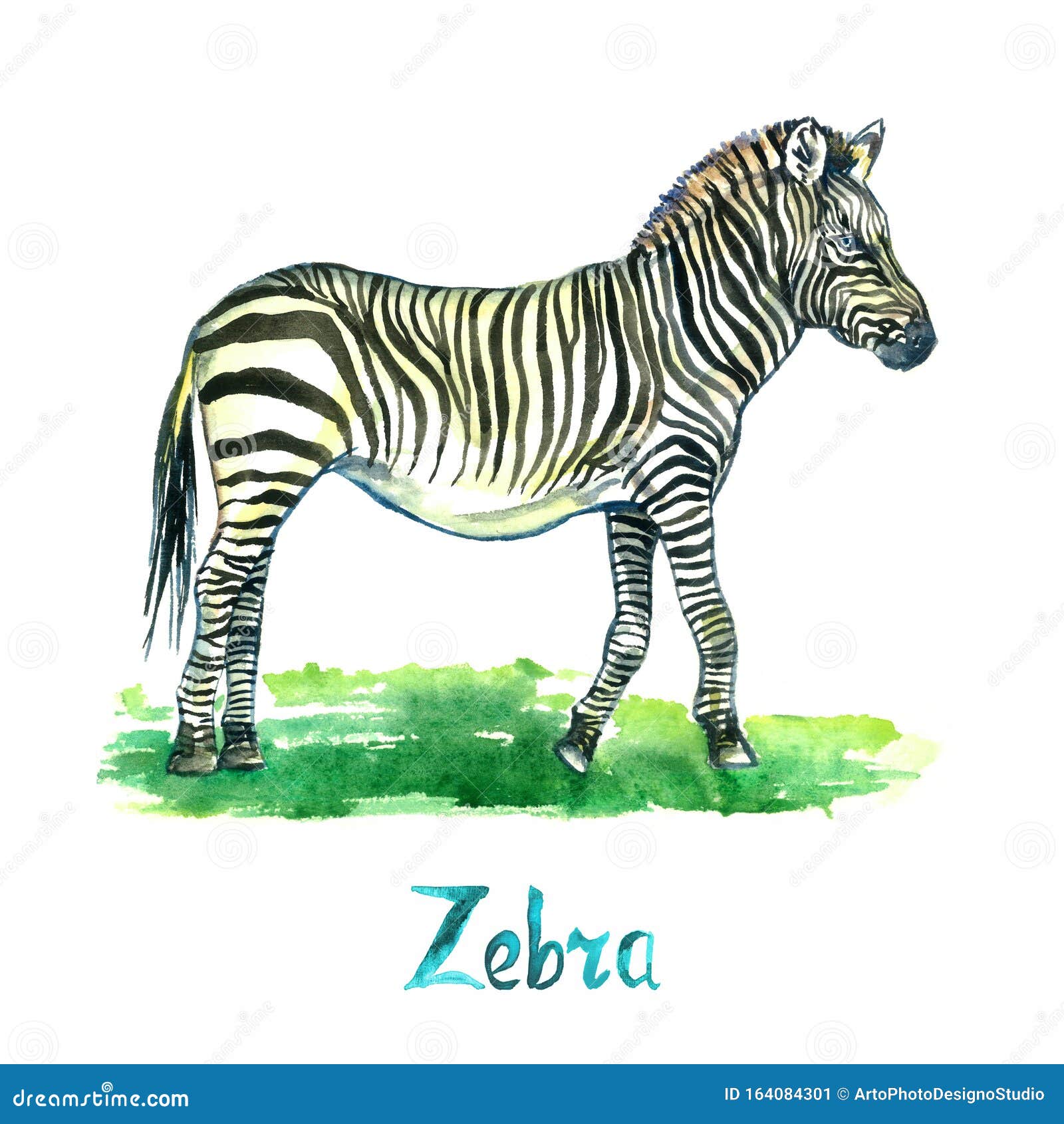 Zebra Standing, Side View, Handpainted Watercolor Illustration Isolated ...