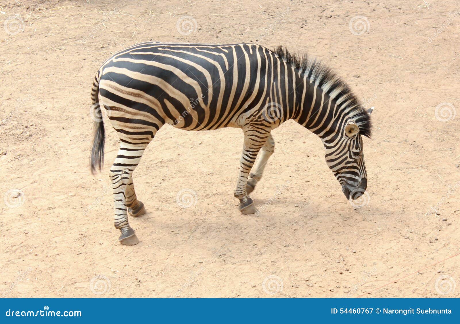 Zebra Standing on Space in Park Stock Image - Image of striped, ecology ...