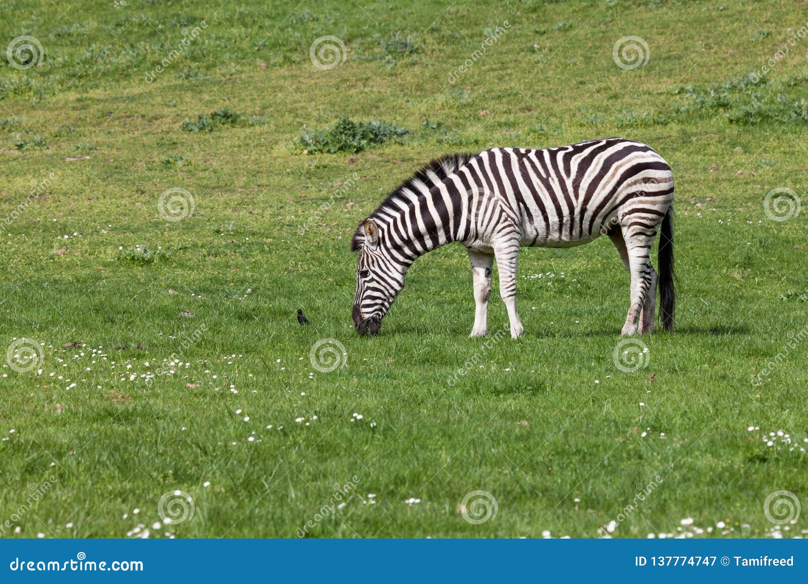 Zebra Standing in Spring Grass Stock Image - Image of outdoor, grass ...