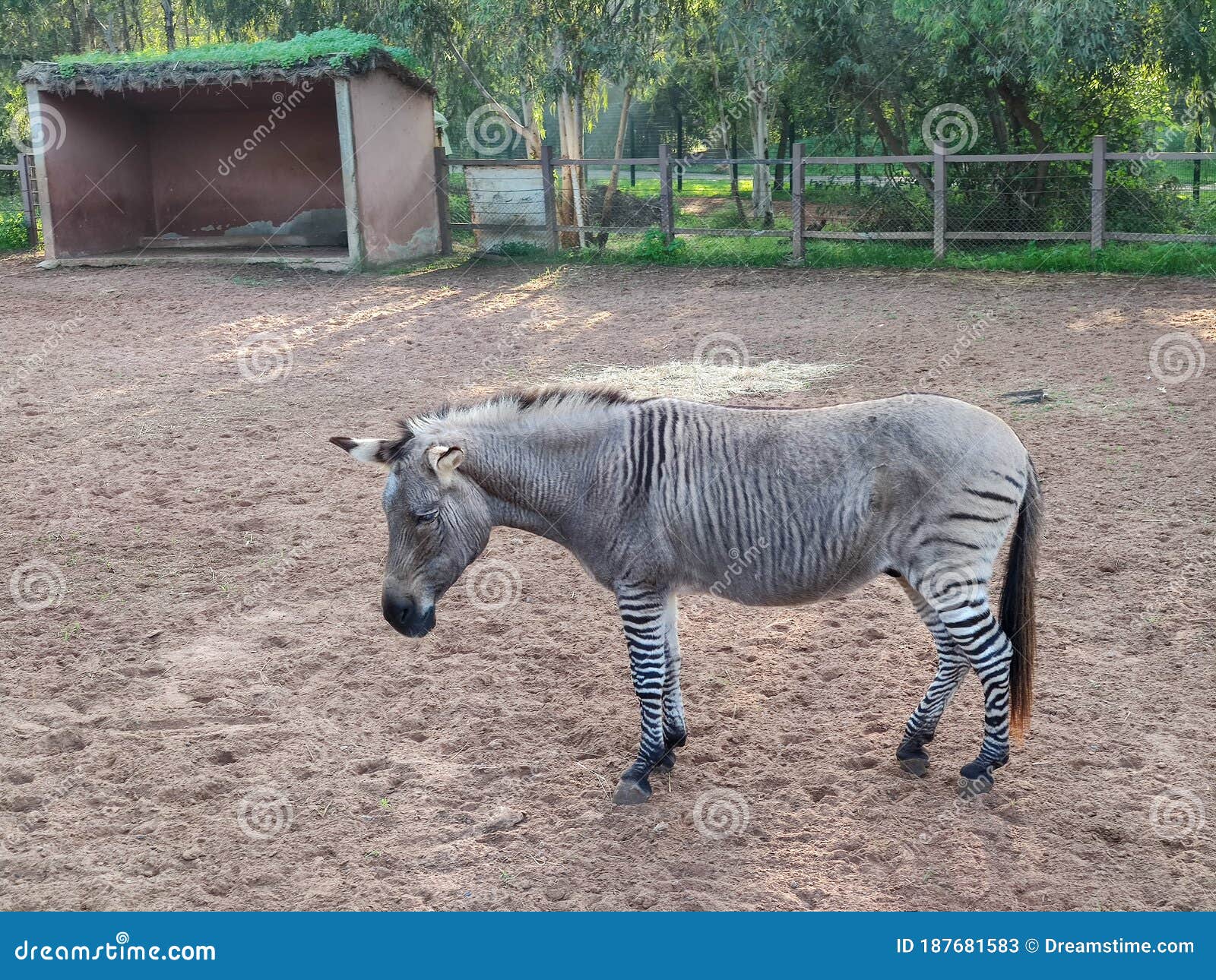 Zebra Standing in the Stable. High Quality Photo Stock Image - Image of ...