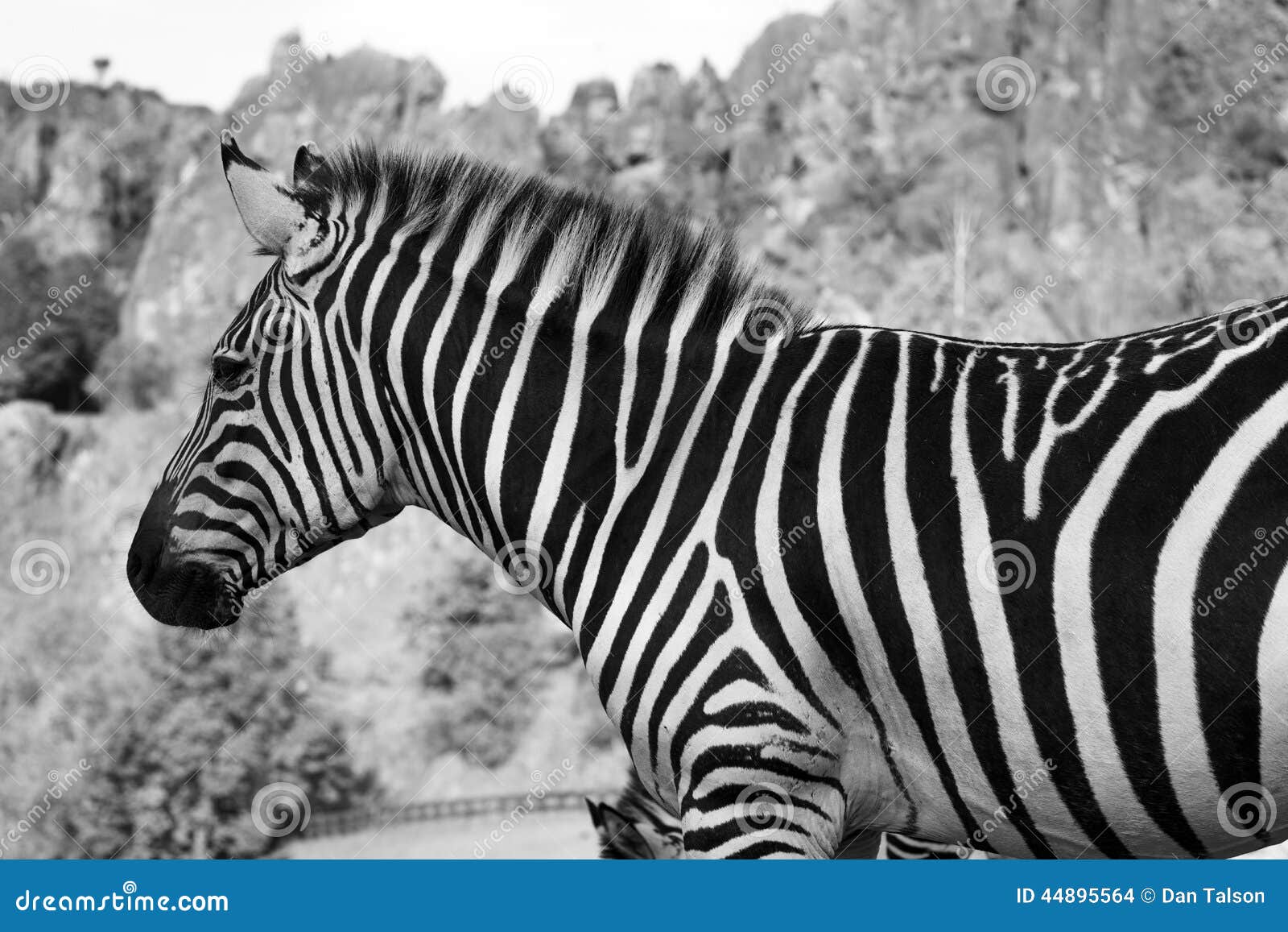 A Zebra Stands Alone in a Field Stock Photo - Image of poacher, animal ...