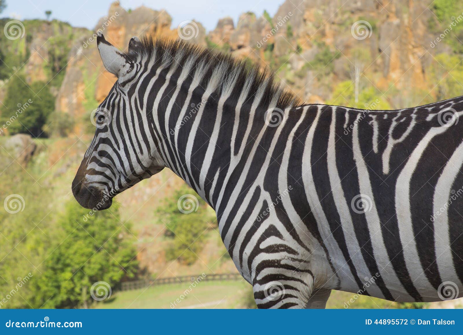 A Zebra Stands Alone in a Field Stock Photo - Image of beast, heat ...