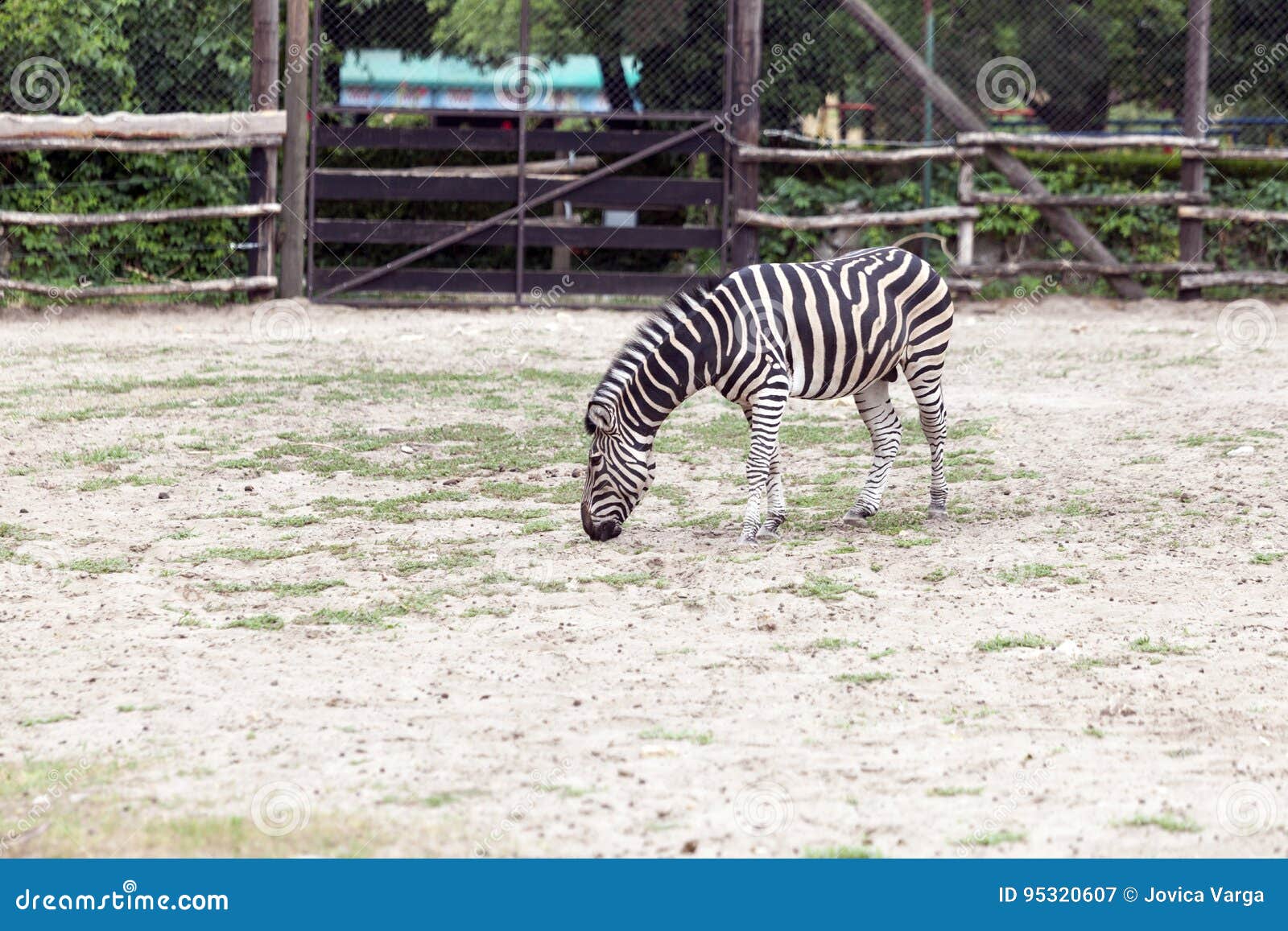 The Zebra Stands in the Sand on a Sunny Day Stock Image - Image of ...
