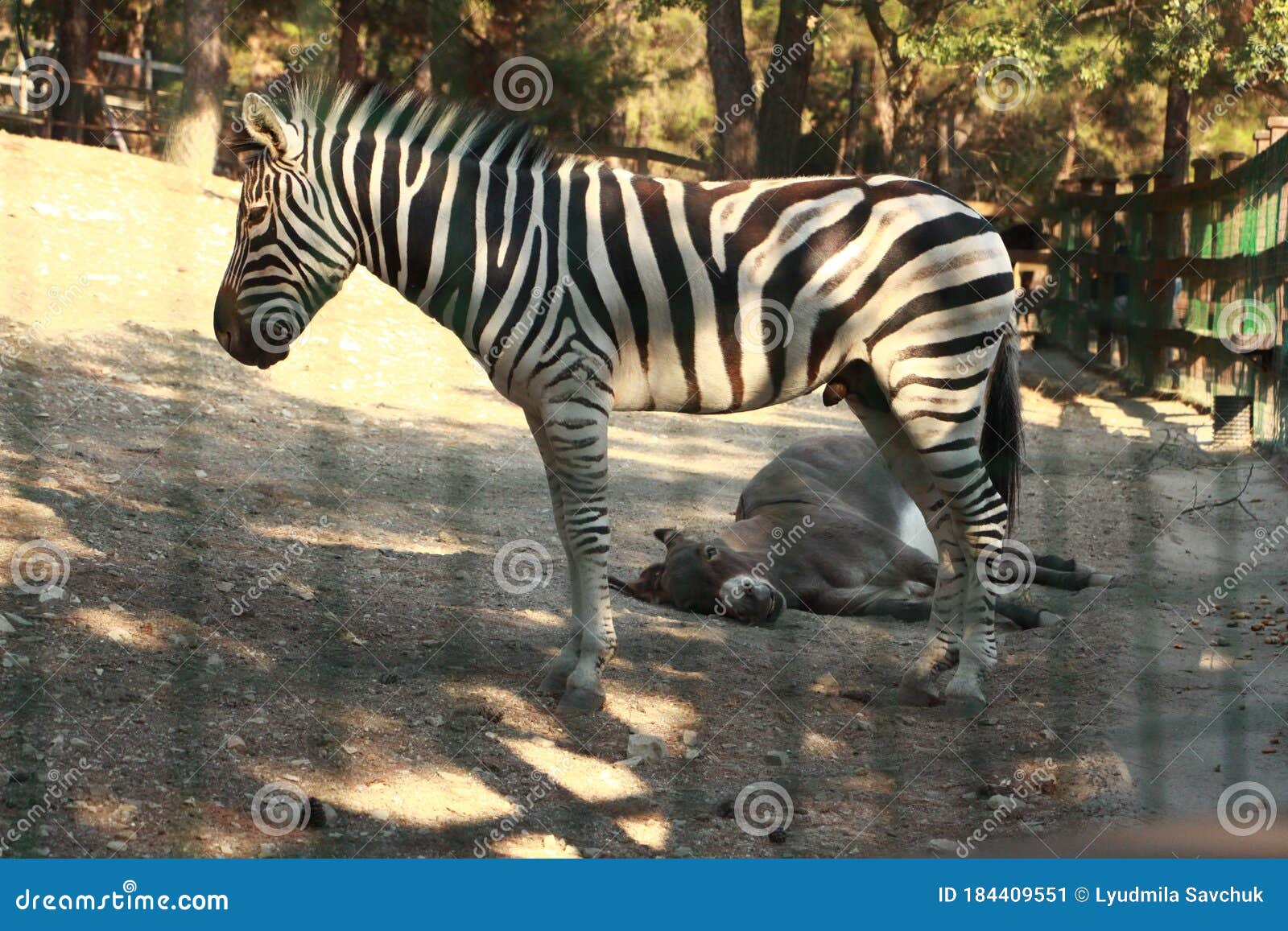 Zebra stands in the zoo stock image. Image of green - 184409551