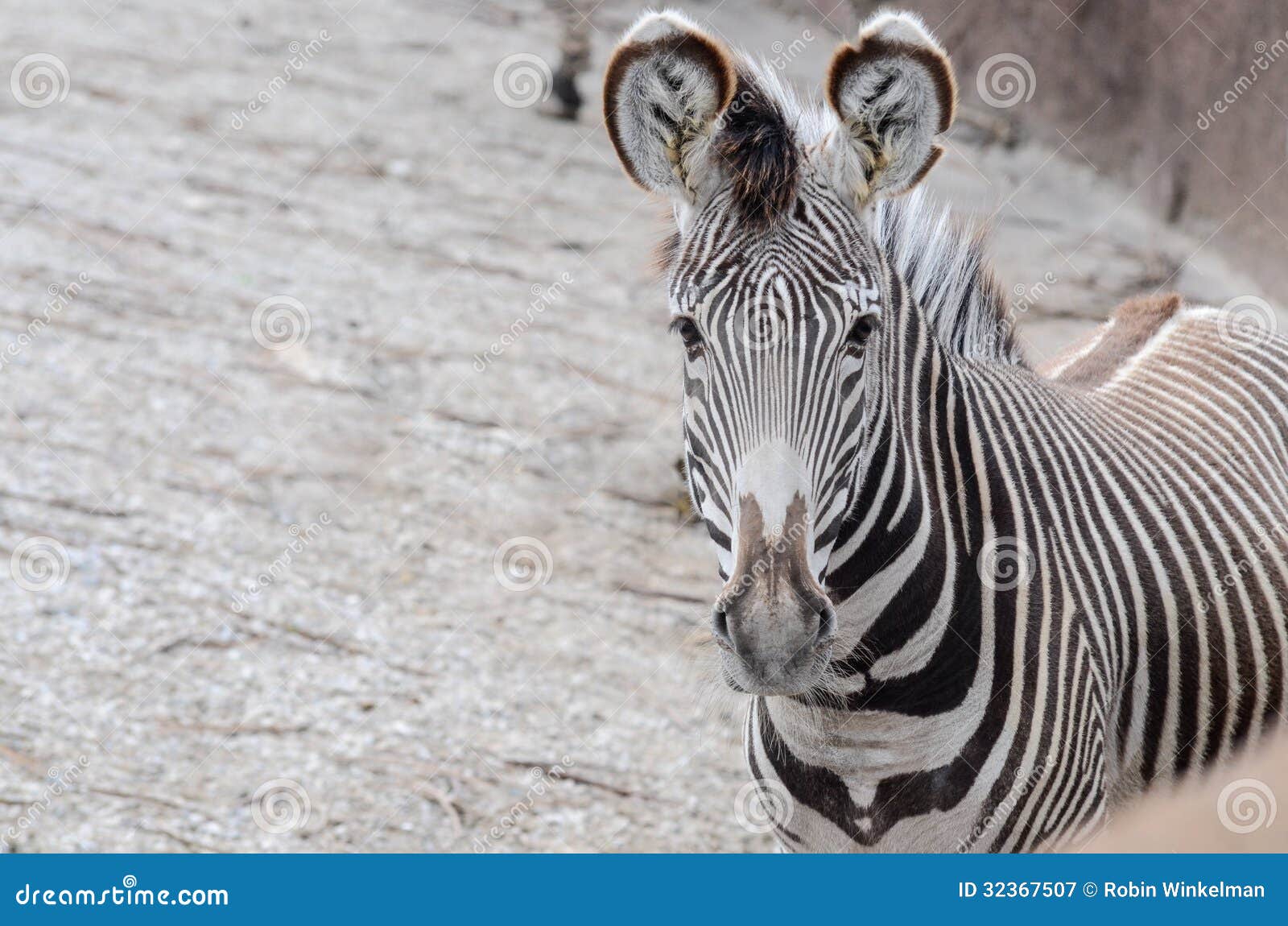 Zebra stare stock image. Image of female, stripes, grevyzebra - 32367507