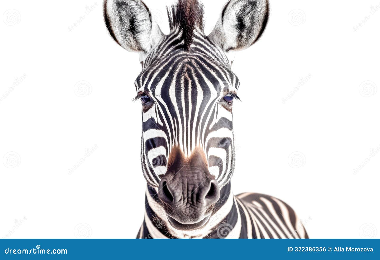 A Zebra is Staring at the Camera with Its Mouth Open Stock Photo ...