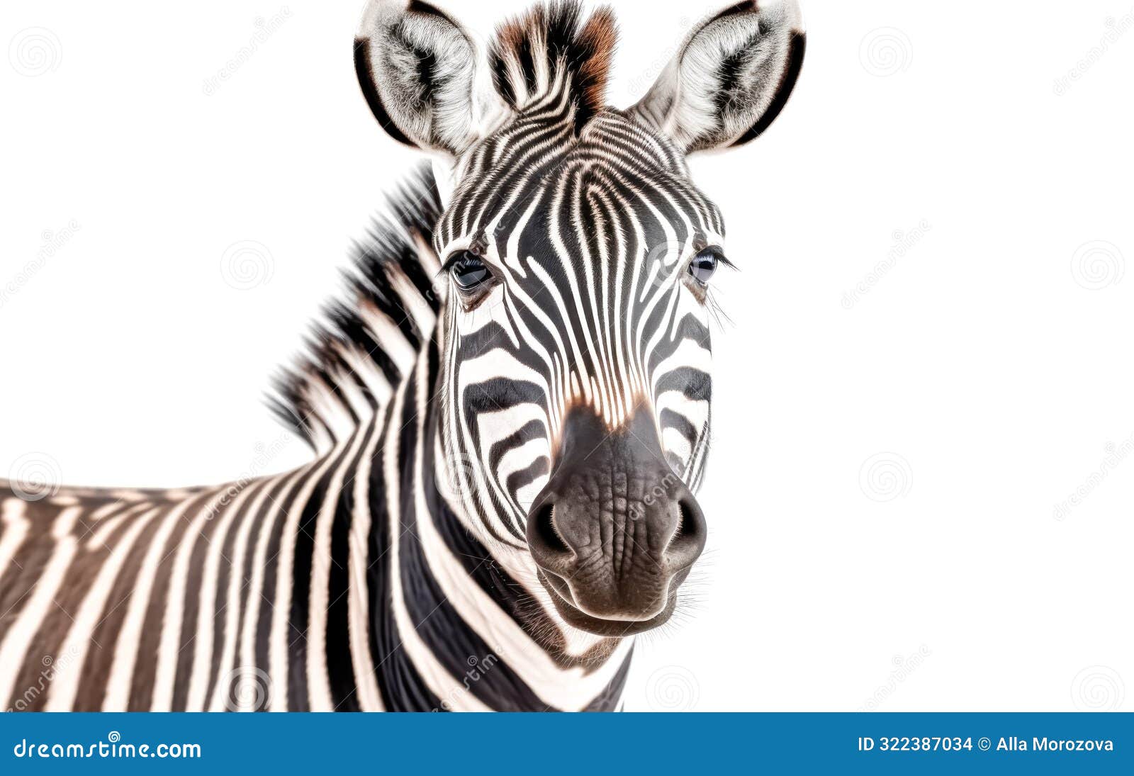 A Zebra is Staring at the Camera with Its Mouth Open. Stock Photo ...