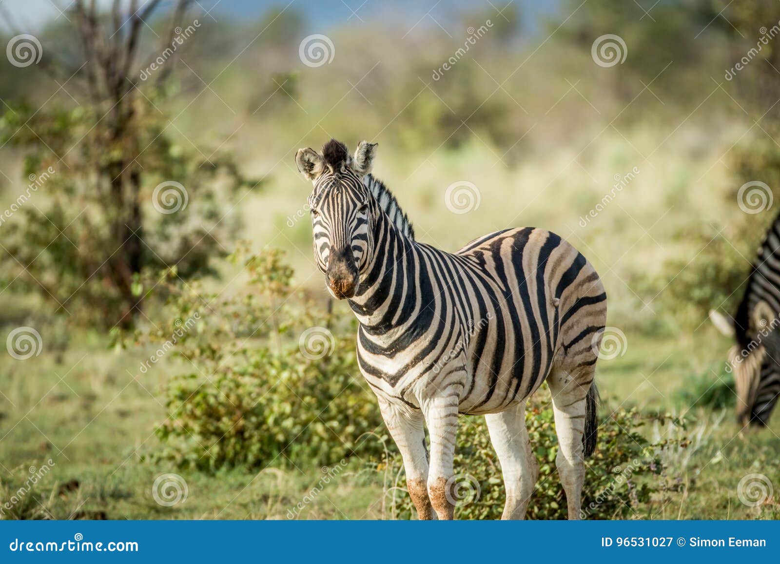 Zebra Starring At The Camera. Royalty-Free Stock Image | CartoonDealer ...