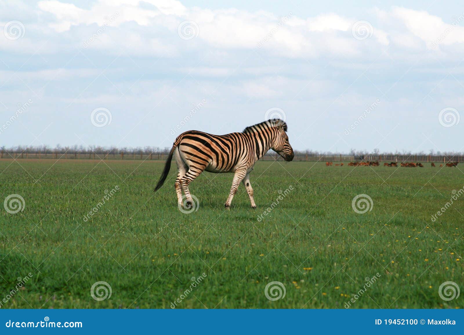 Zebra in a steppe stock photo. Image of askania, steppe - 19452100