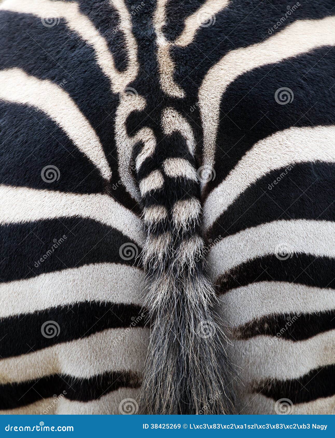 Zebra stipes stock image. Image of mammal, zebra, stripe - 38425269