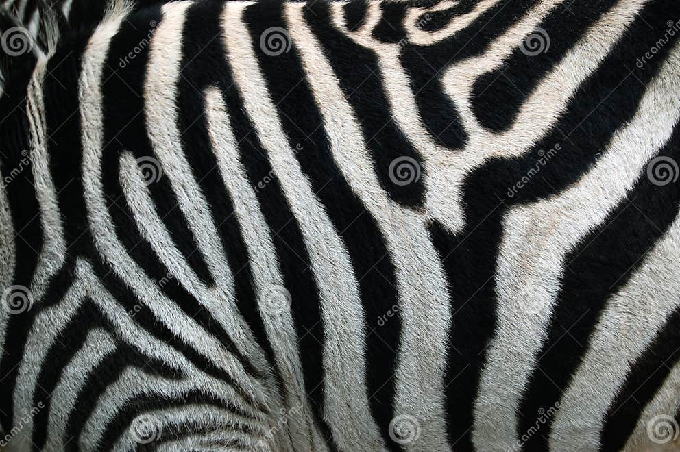 Zebra Strip. Zebra Stripes Pattern Texture Stock Image - Image of ...