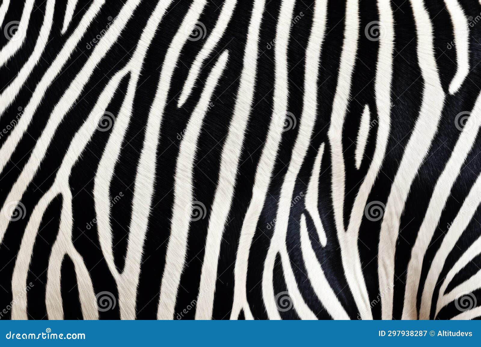 Zebra Stripe Pattern Including Whiskers Stock Image - Image of exotic ...