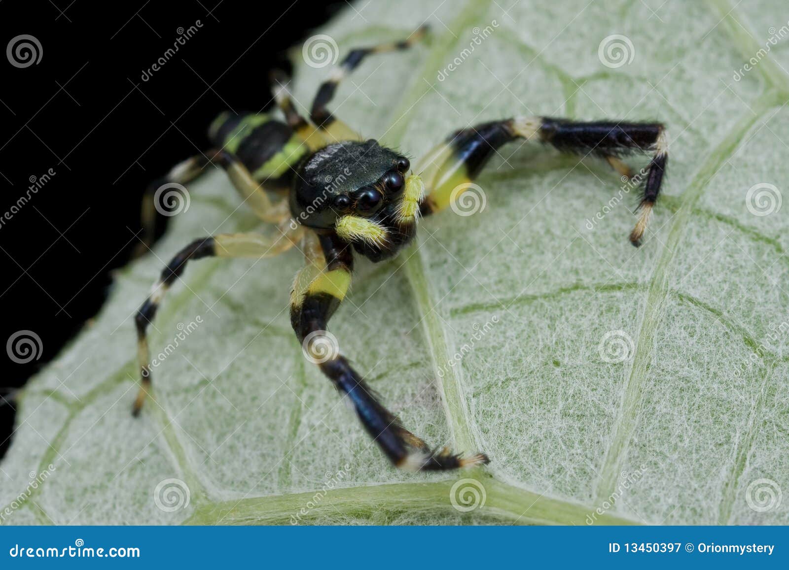 A Zebra Striped Jumping Spider Stock Image - Image of spider, foliage ...