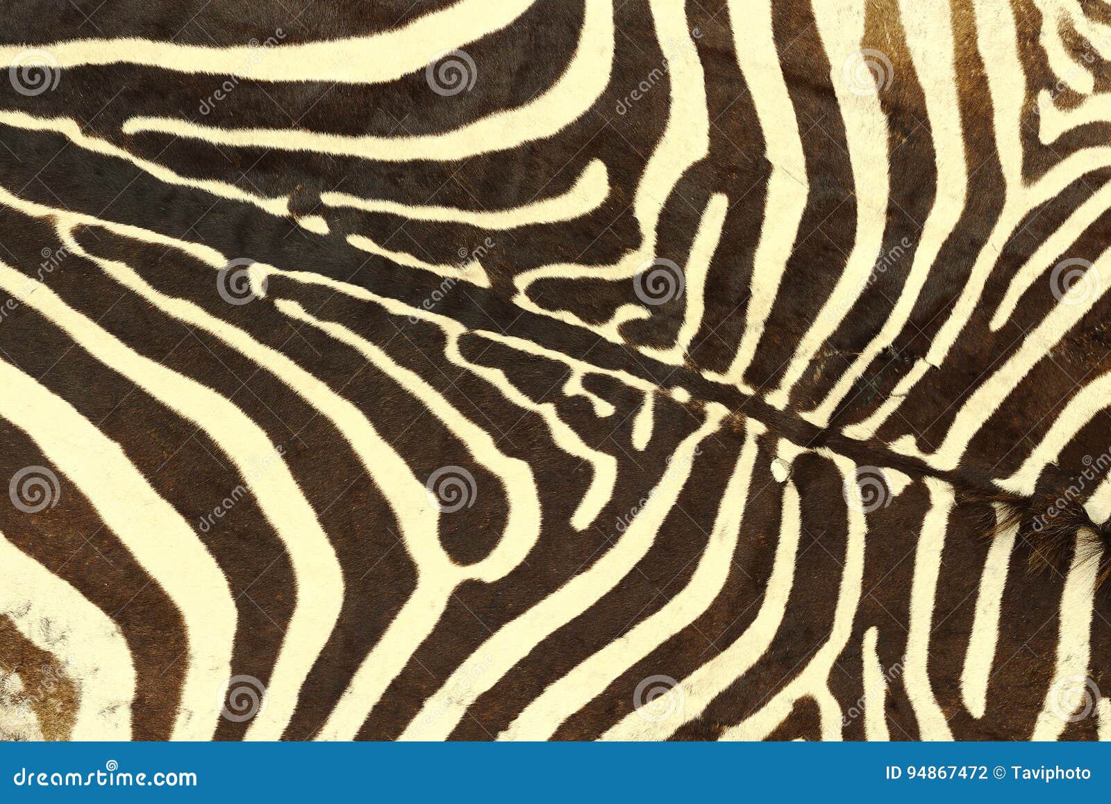 Zebra striped pattern stock photo. Image of africa, contrast - 94867472