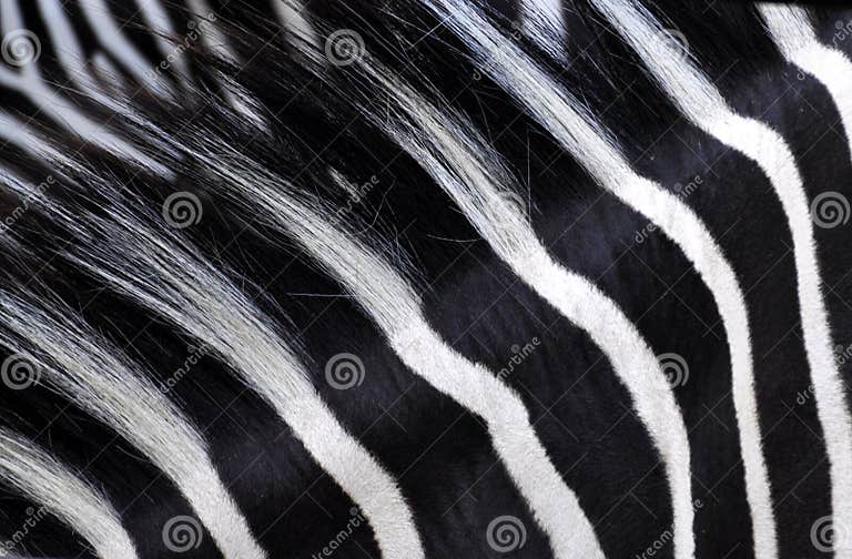 Zebra Stripes stock photo. Image of textures, skin, black - 10719324