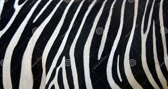 Zebra Stripes stock image. Image of black, pattern, background - 15205