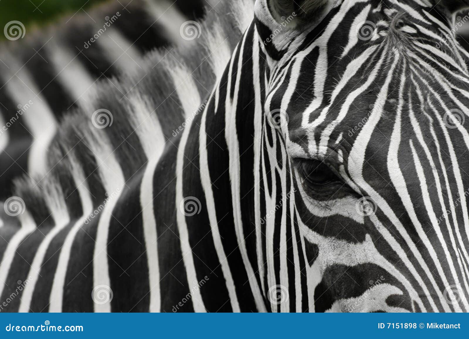 Zebra stripes stock photo. Image of lines, pattern, mosaic - 7151898