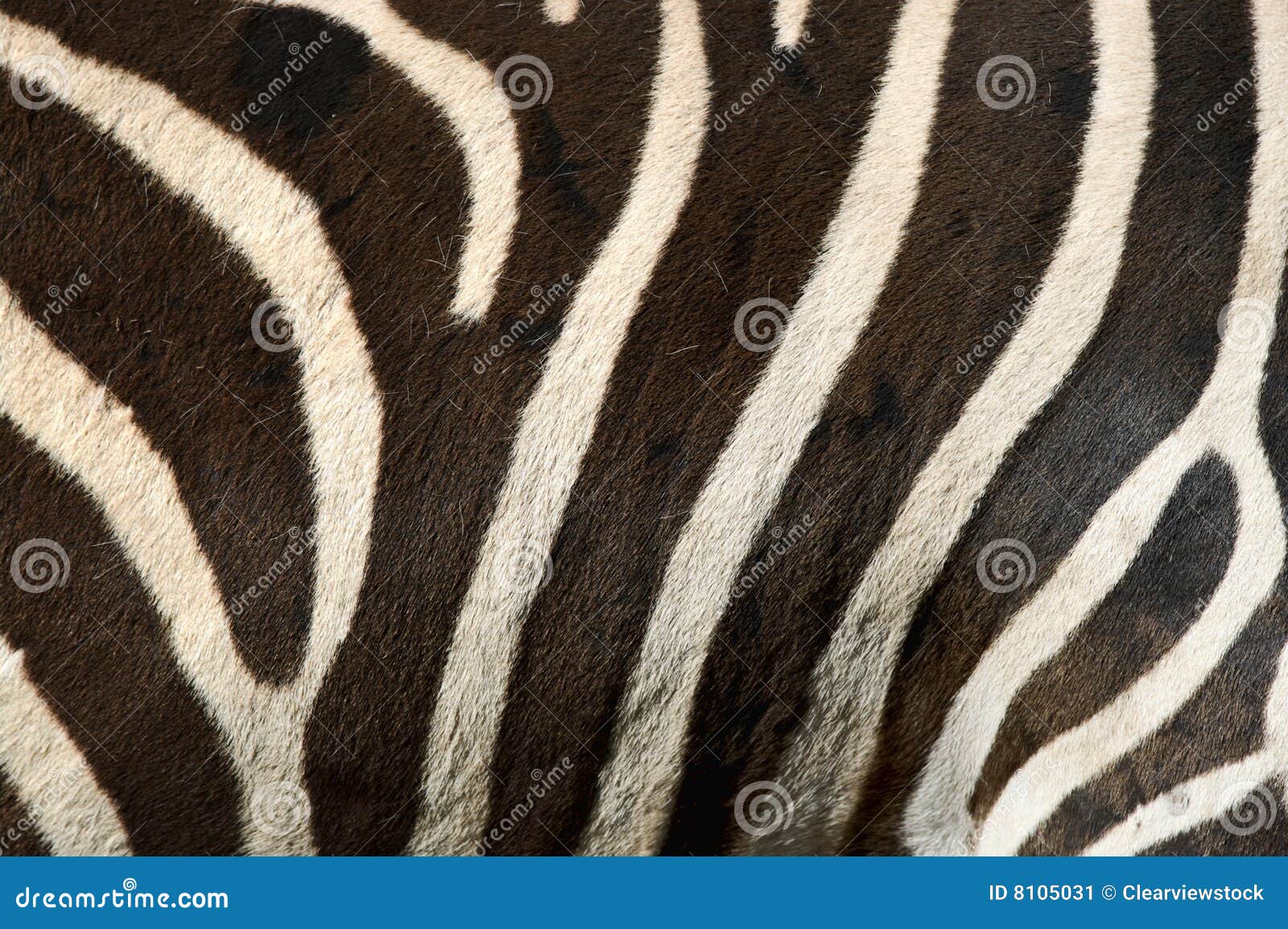 Zebra stripes stock image. Image of stripes, black, stripey - 8105031