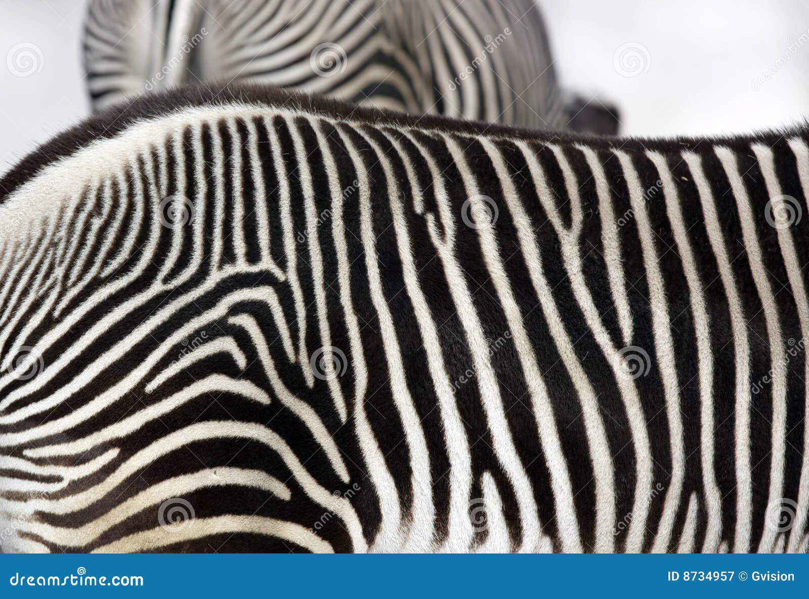 Zebra Stripes stock image. Image of animal, nature, abstract - 8734957