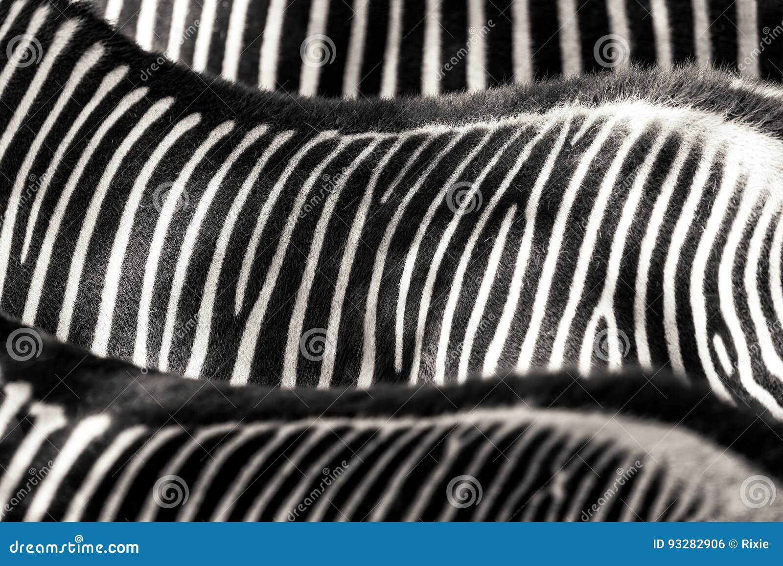 Zebra Stripes Abstract Background Stock Photo - Image of beautiful ...