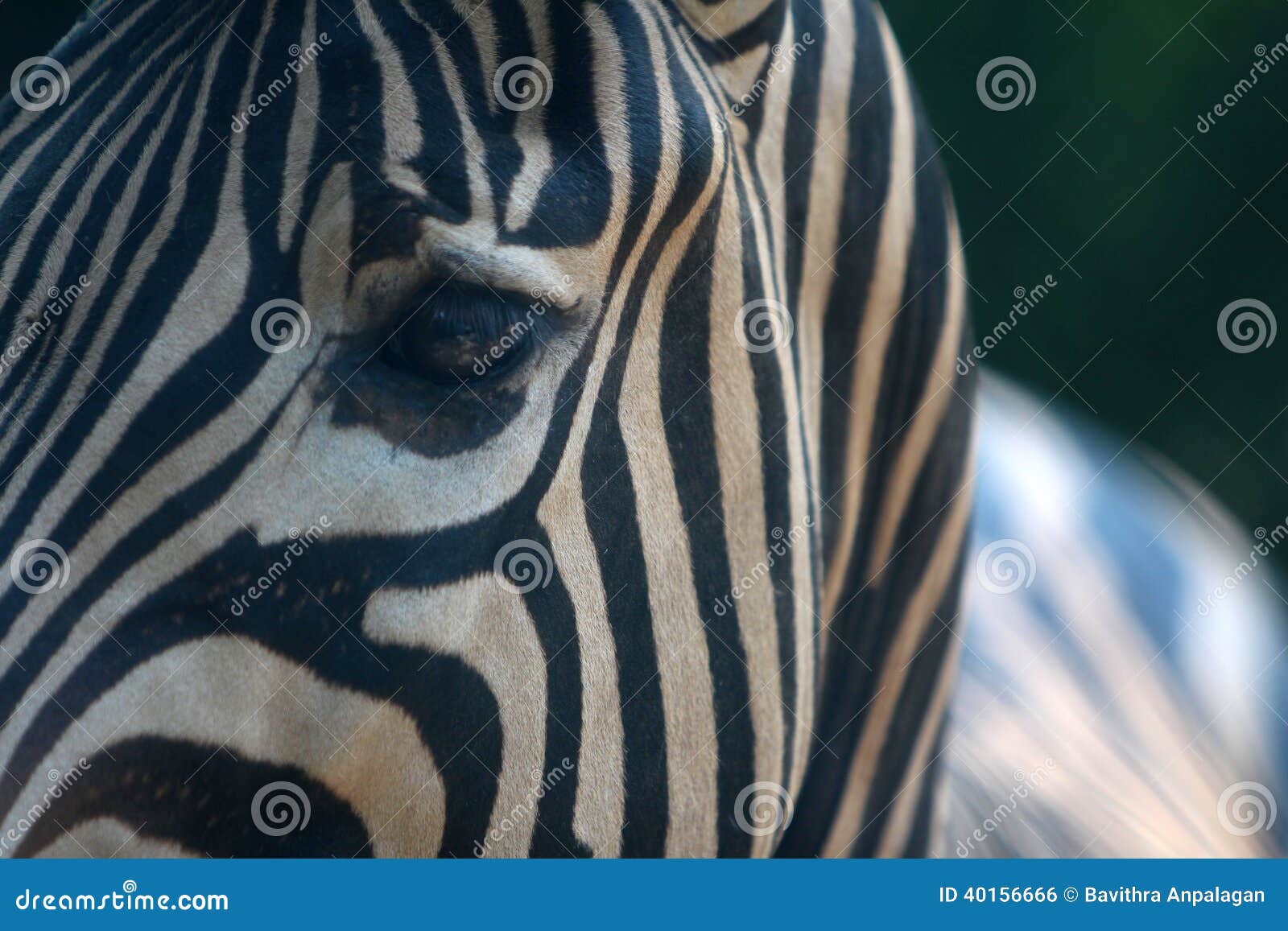 Zebra Stripes stock photo. Image of exotic, strip, carpet - 40156666