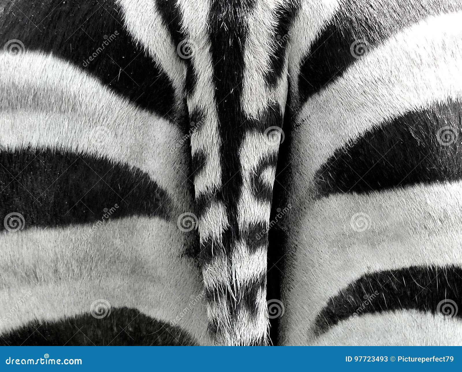 Zebra Stripes stock image. Image of black, zebras, animals - 97723493