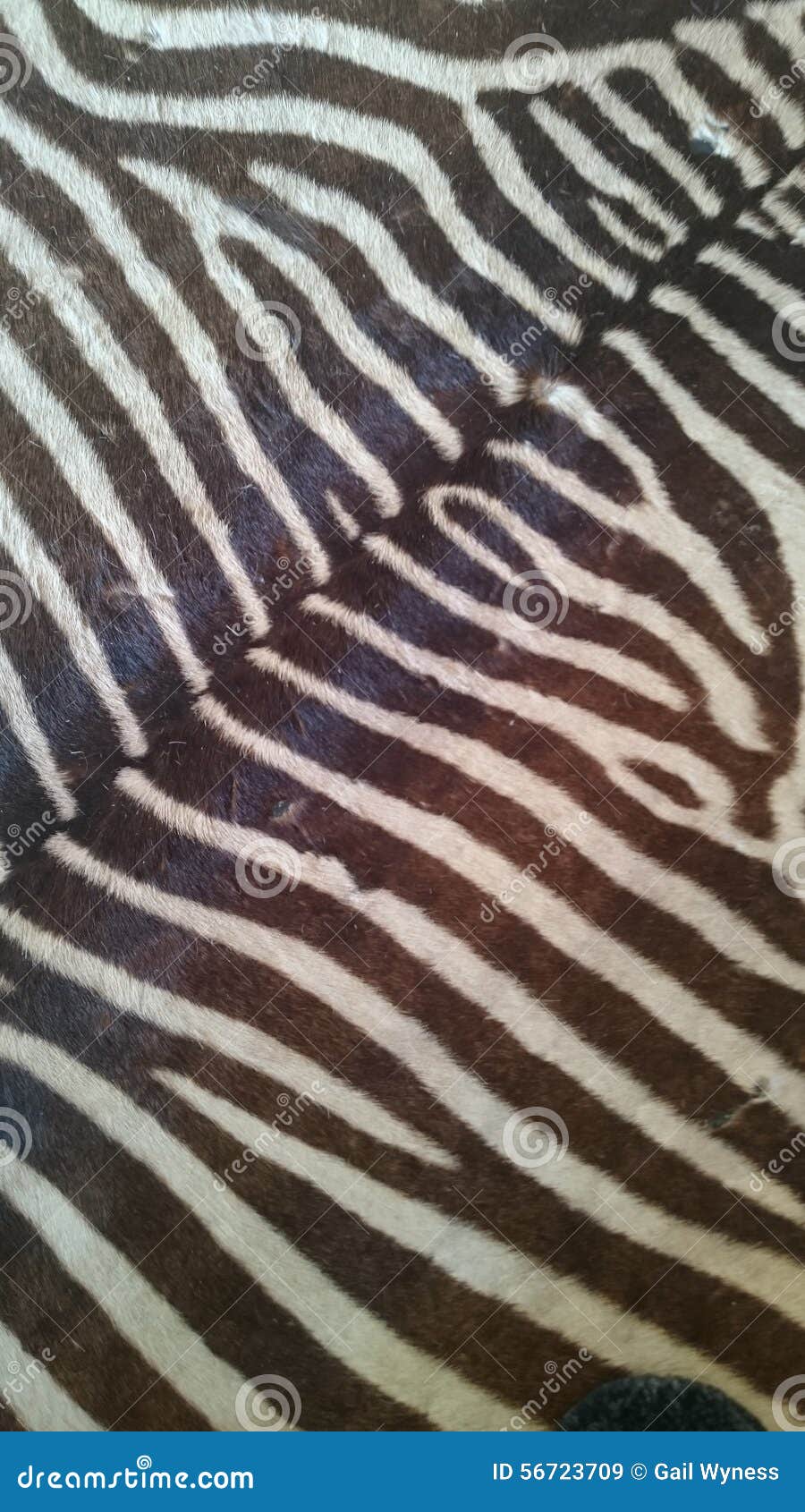 Zebra Stripes Skin Real Look and Feel Stock Image - Image of feel ...