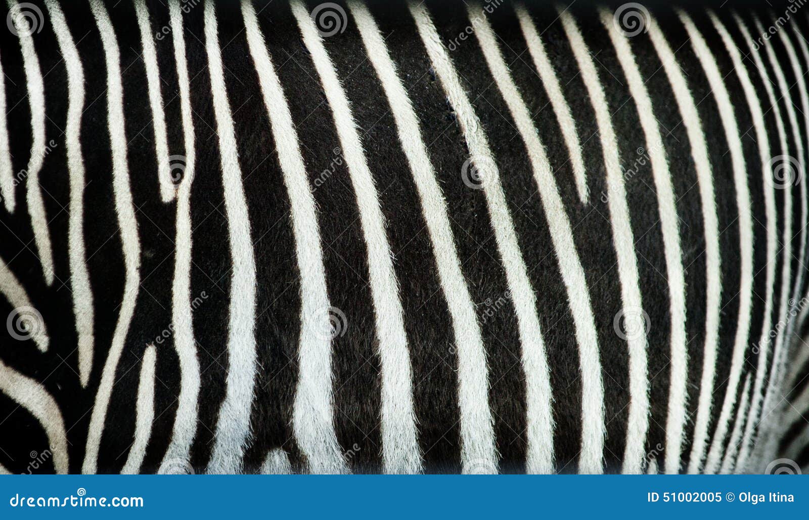 Zebra stripes texture stock image. Image of lines, african - 51002005